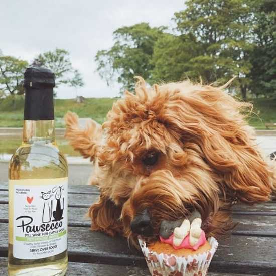 Pawsecco wit - Wijn voor honden & katten - Surprise your pet